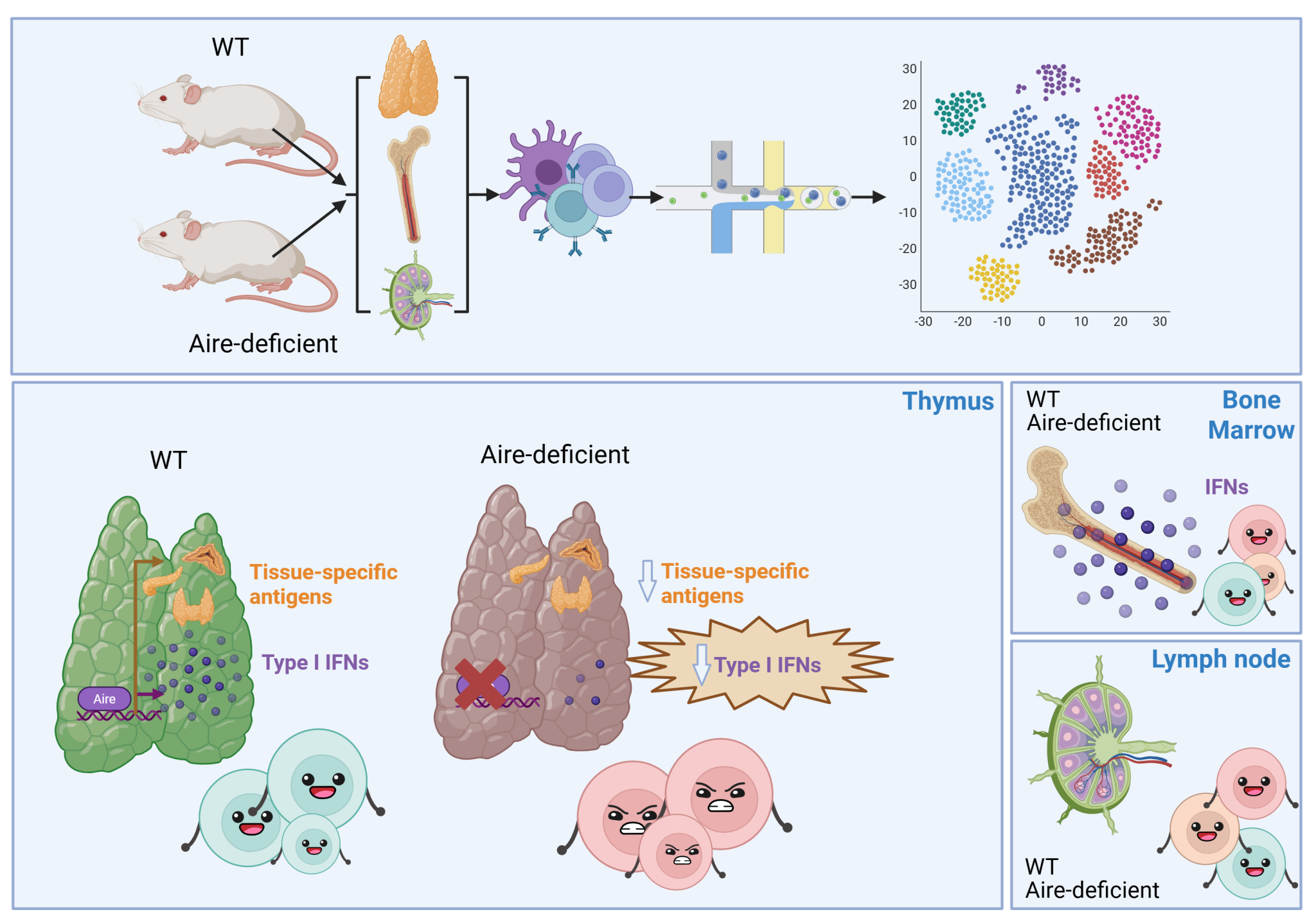 New Study Reveals How Key Immune Regulator Shapes Interferon Signals in ...